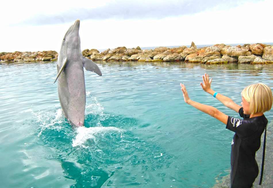 Dolphin Assistant Trainer Course - For Kids 8-14 Years - Book Online ...